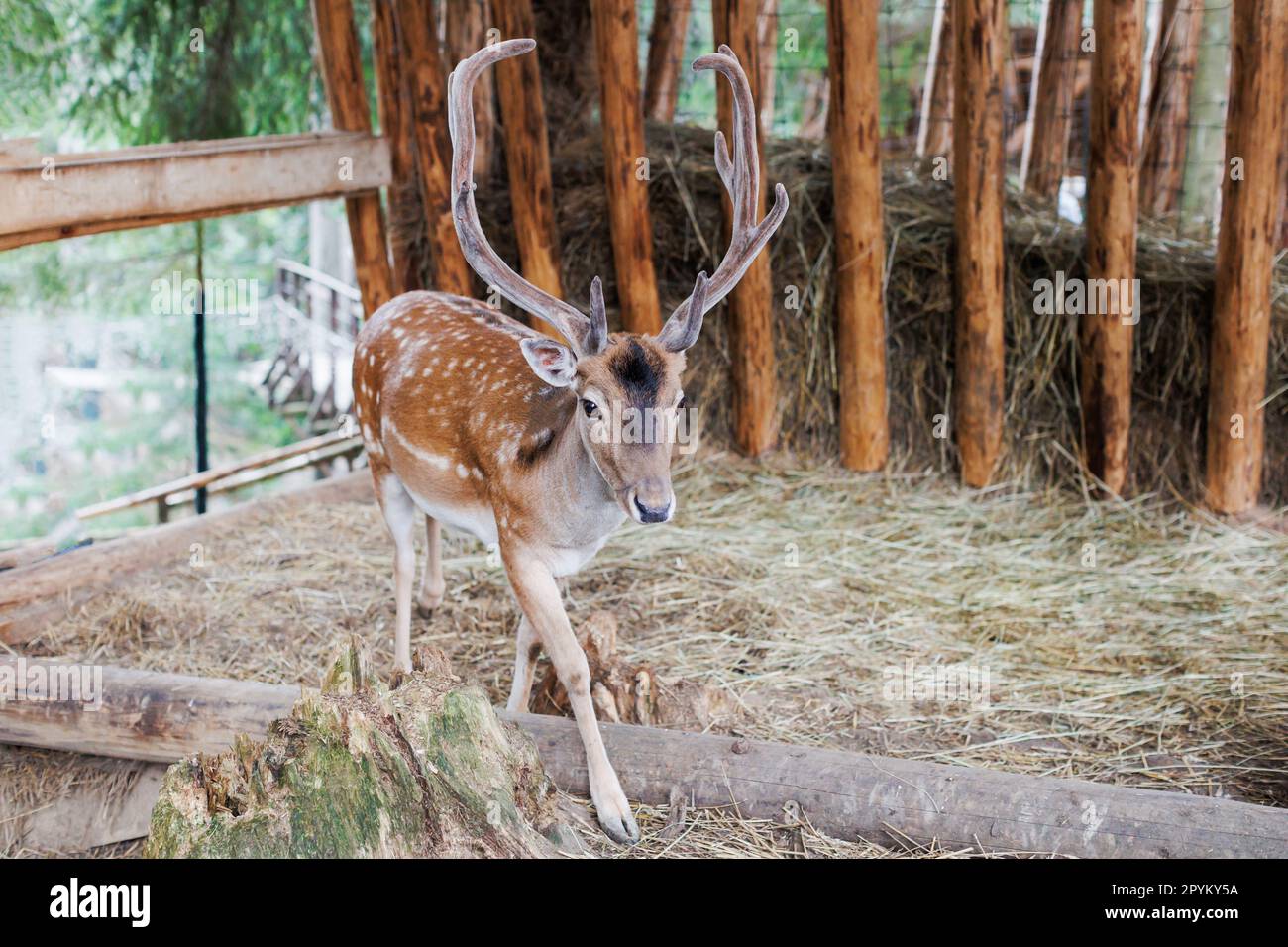 Red deer facing camera in summer nature. Wild animal with brown fur ...