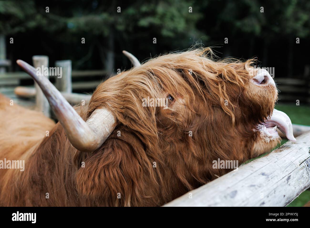Scottish Highland Bull in farm.The Highland is a Scottish breed of ...
