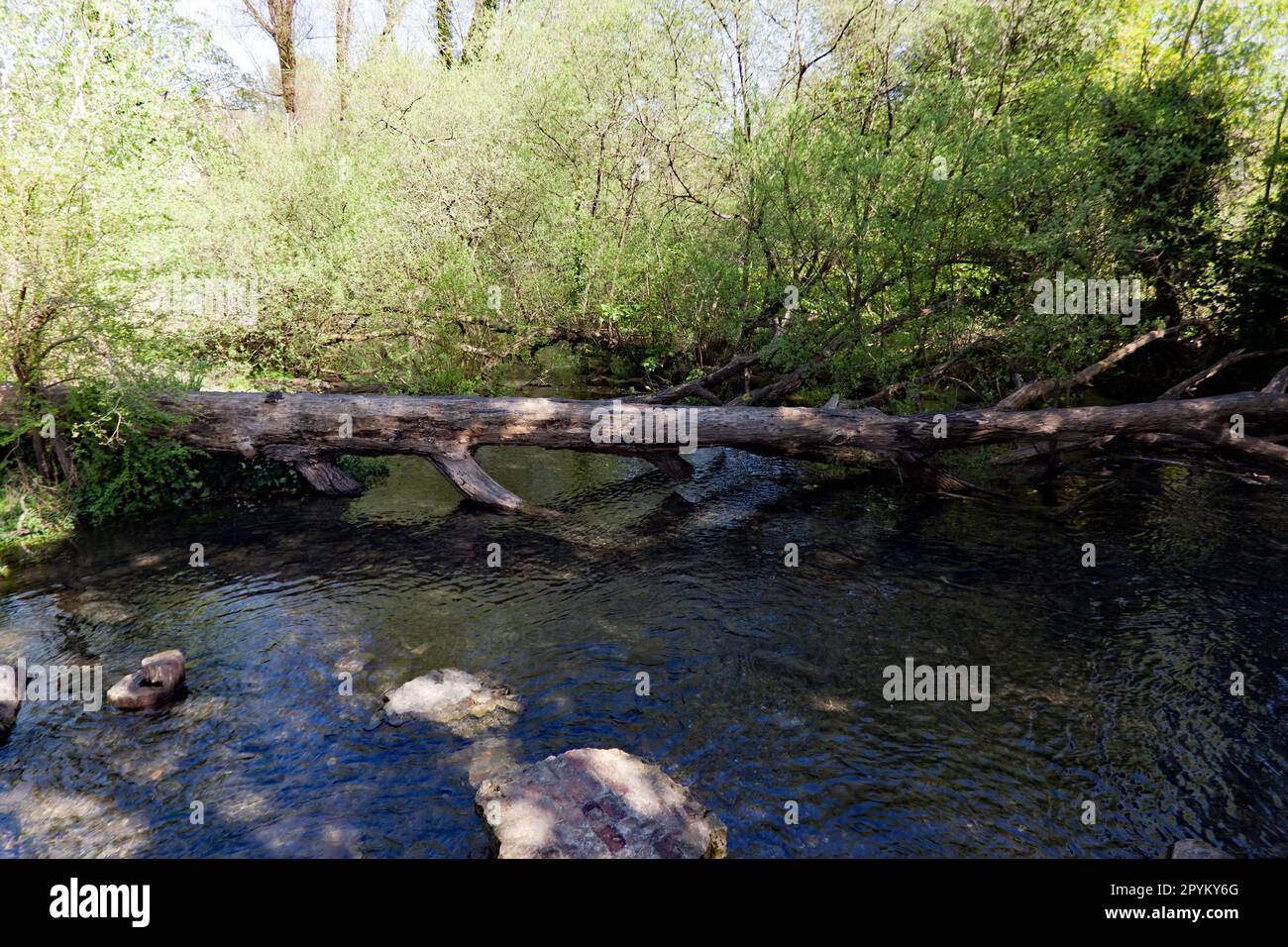 An old tree trunk, spanning the River Dour, as it runs through Kearsney ...