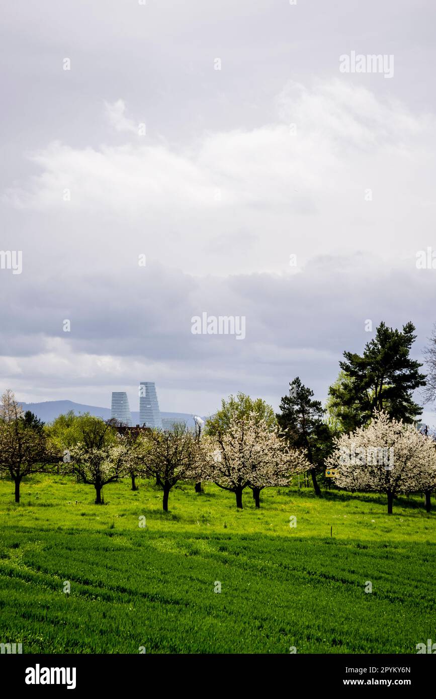 Landscape in spring at Riehen near Basel and Roche Towers in distance ...