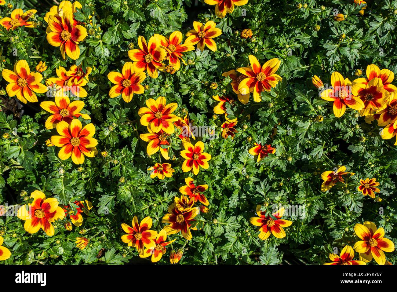 Fern-leaved Beggarticks, Bidens ferulifolia, flower, Pruhonice, Czech ...