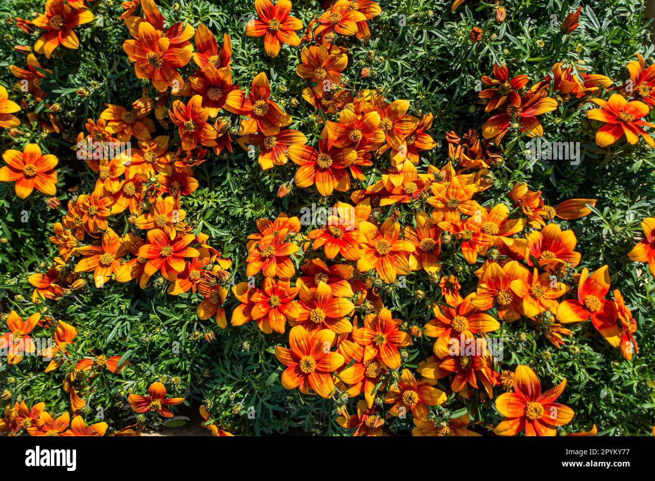 Fern-leaved Beggarticks, Bidens ferulifolia, flower orange with yellow ...