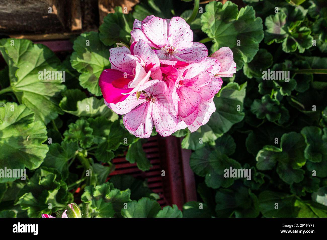 Pelargonium zonale, Horseshoe Geranium, flower, Pruhonice, Czech ...