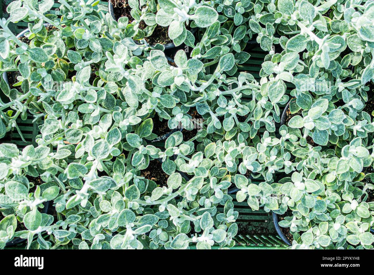 Curry-plant, Helichrysum italicum subsp. microphyllum, Pruhonice, Czech ...