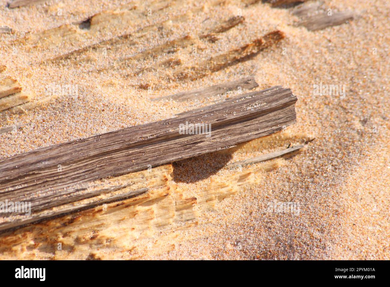 Driftwood in sand Stock Photo - Alamy