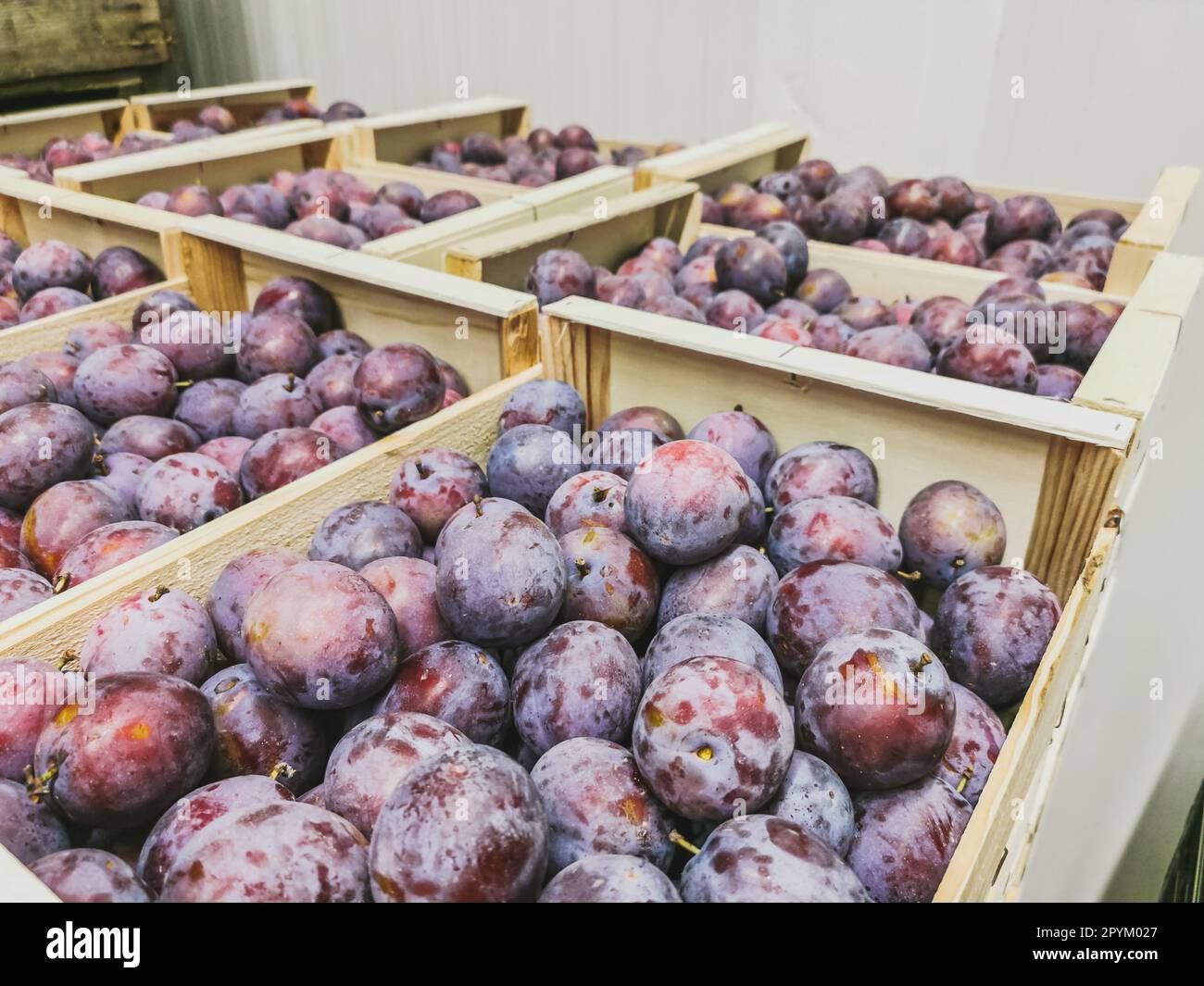 A close-up of Santa Clara plums in wooden crates. Prepared for sale ...