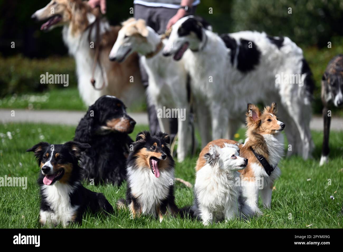 Dortmund, Germany. 04th May, 2023. Dogs of different breeds stand and ...