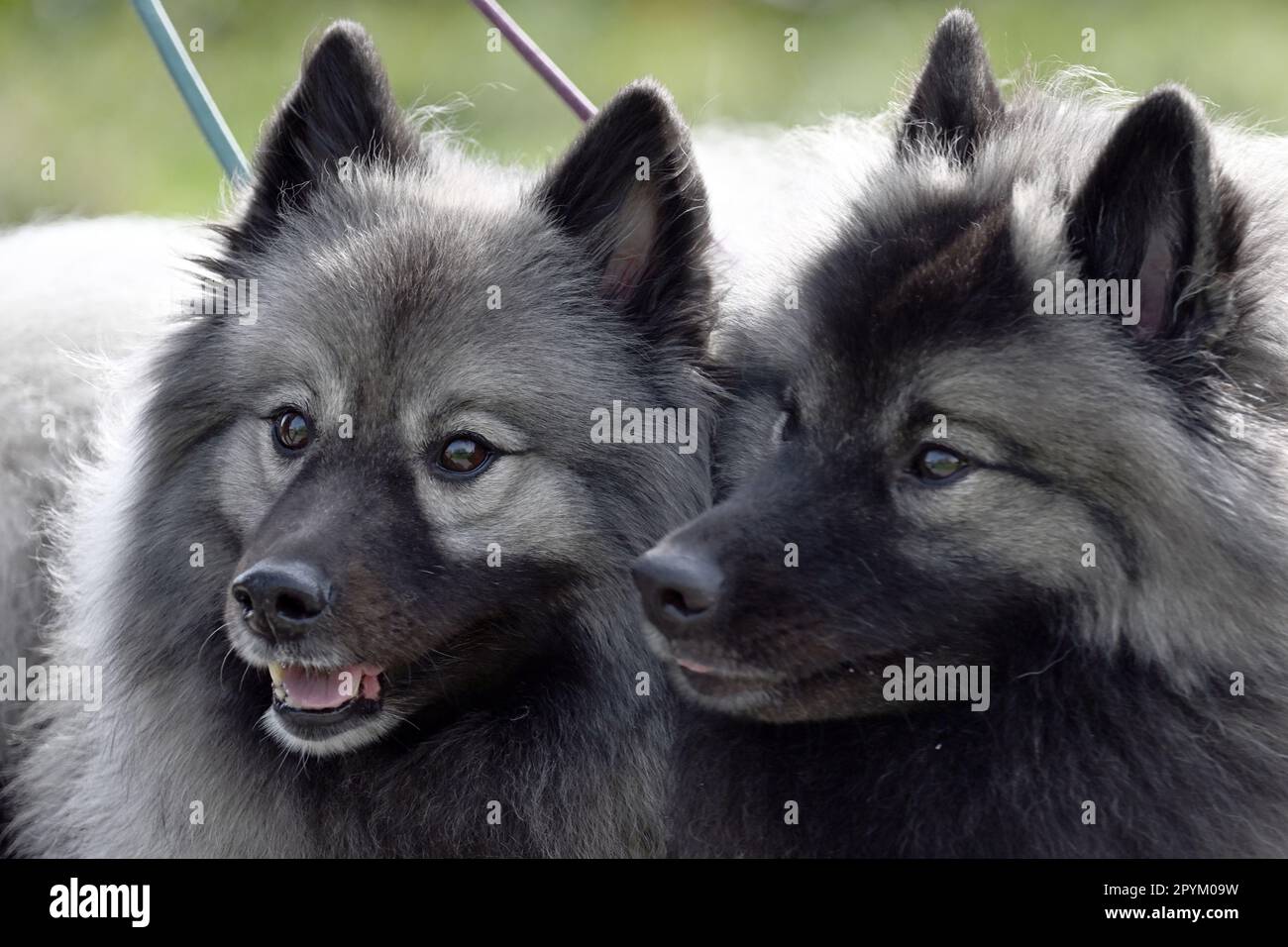 Dortmund, Germany. 04th May, 2023. The wolf tip Aimee (l) and Bajuka ...