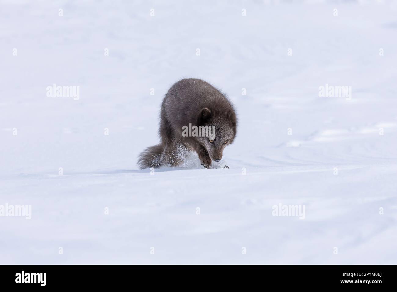 Arctic fox (Vulpes lagopus), searching for food in the snow covered ...
