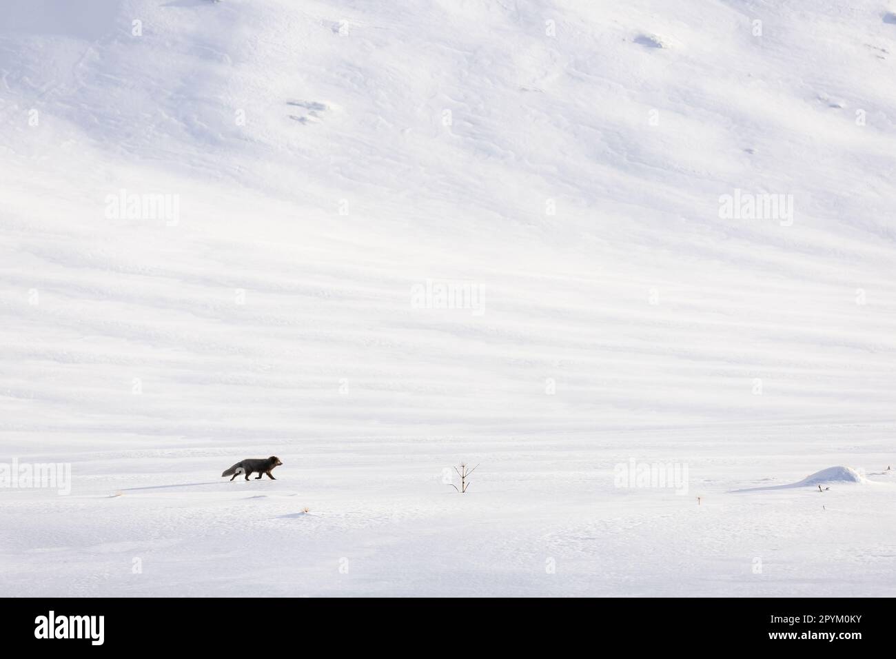 Arctic fox (Vulpes lagopus), searching for food in the snow covered ...