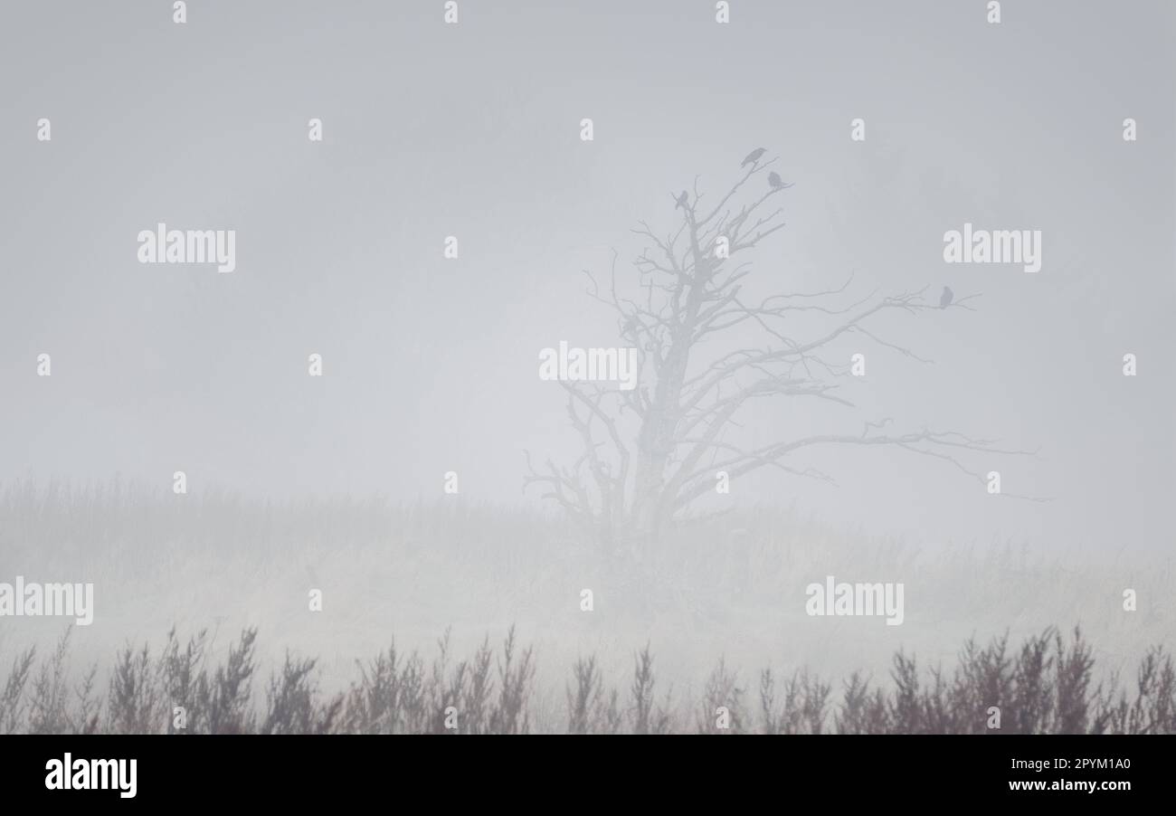 Landscape details: crows sitting on tree branches obscured in the mist ...