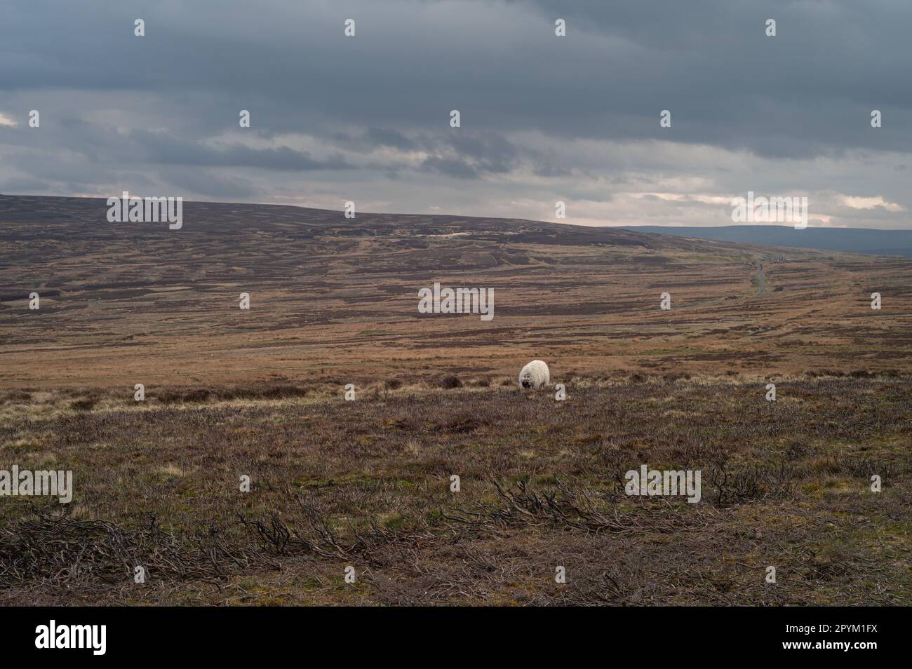 Sheep on the moors of the North Pennines. Cloudy, murky day. County ...