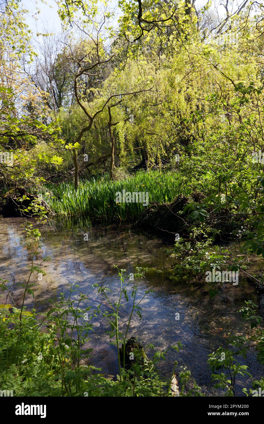 A Beautiful section of the River Dour, as it runs through Kearsney ...