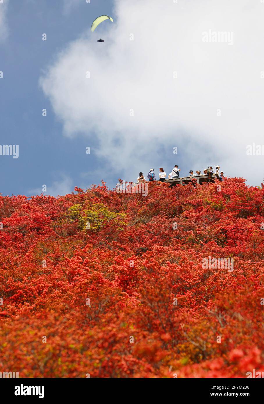 Flowers of Rhododendron (Azalea) are in full bloom at Mount Yamato ...