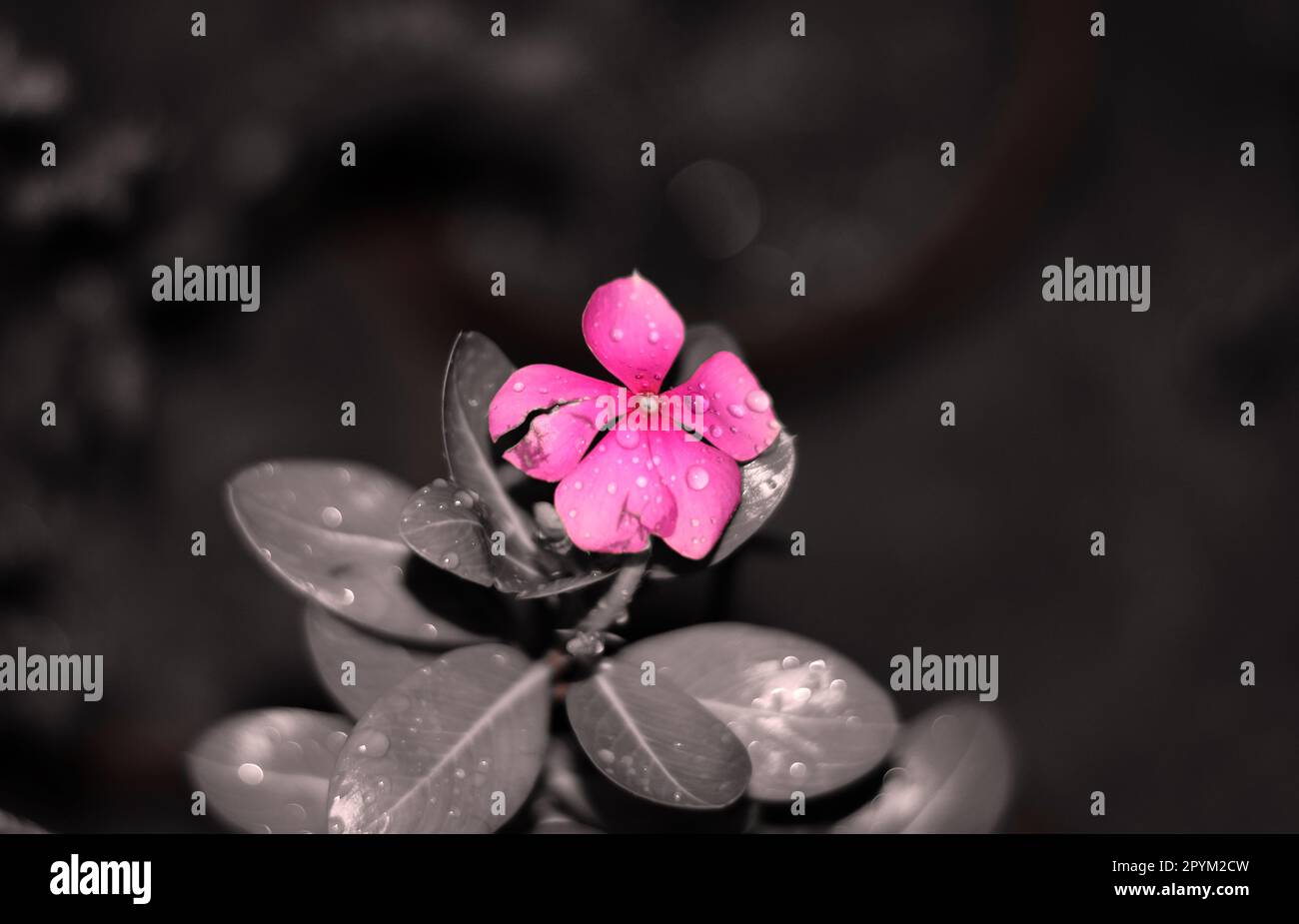 Wet & Broken Flower Stock Photo - Alamy