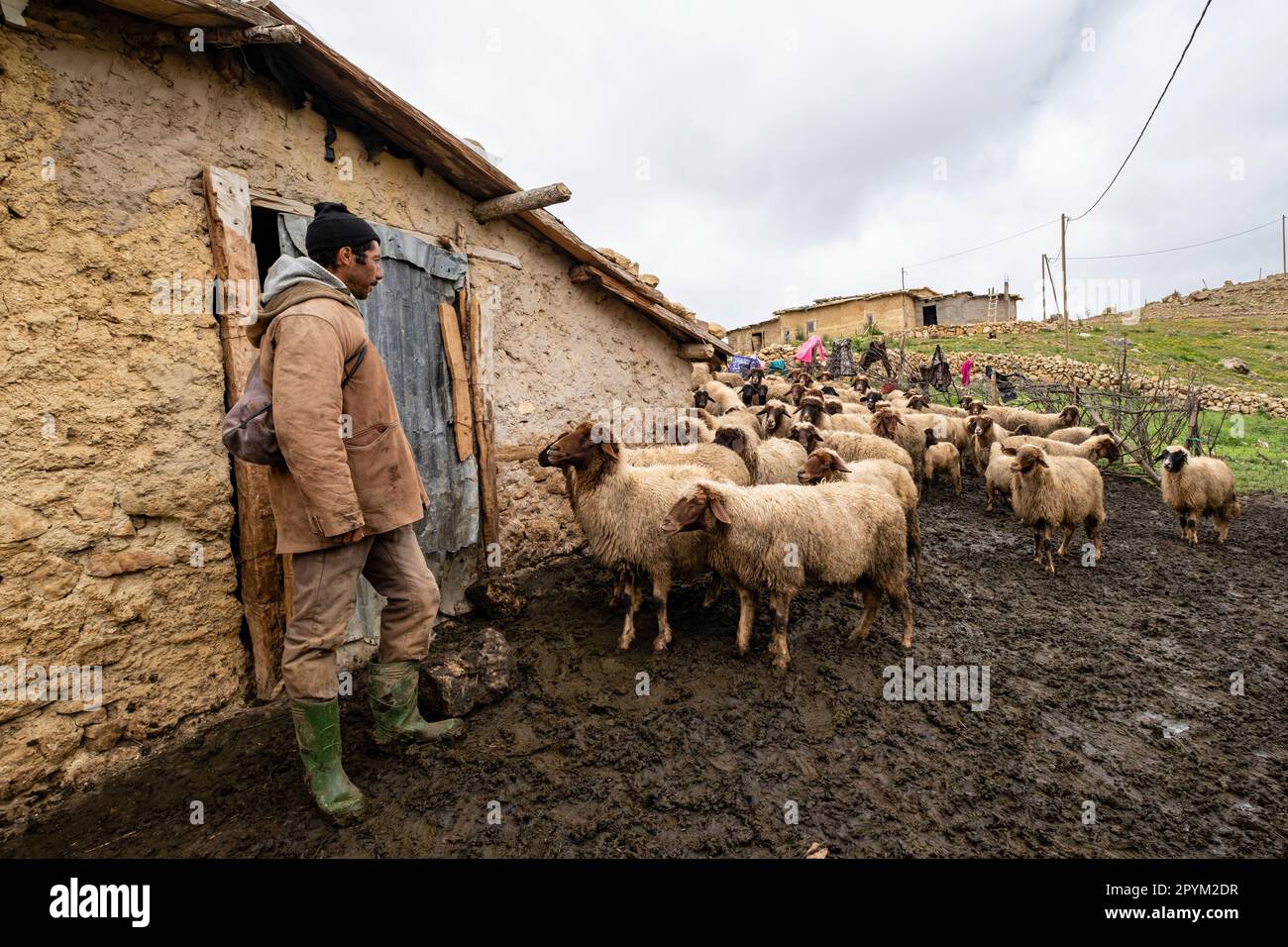 herd. , Ifran National Park, Middle Atlas, Morocco, Africa Stock Photo ...