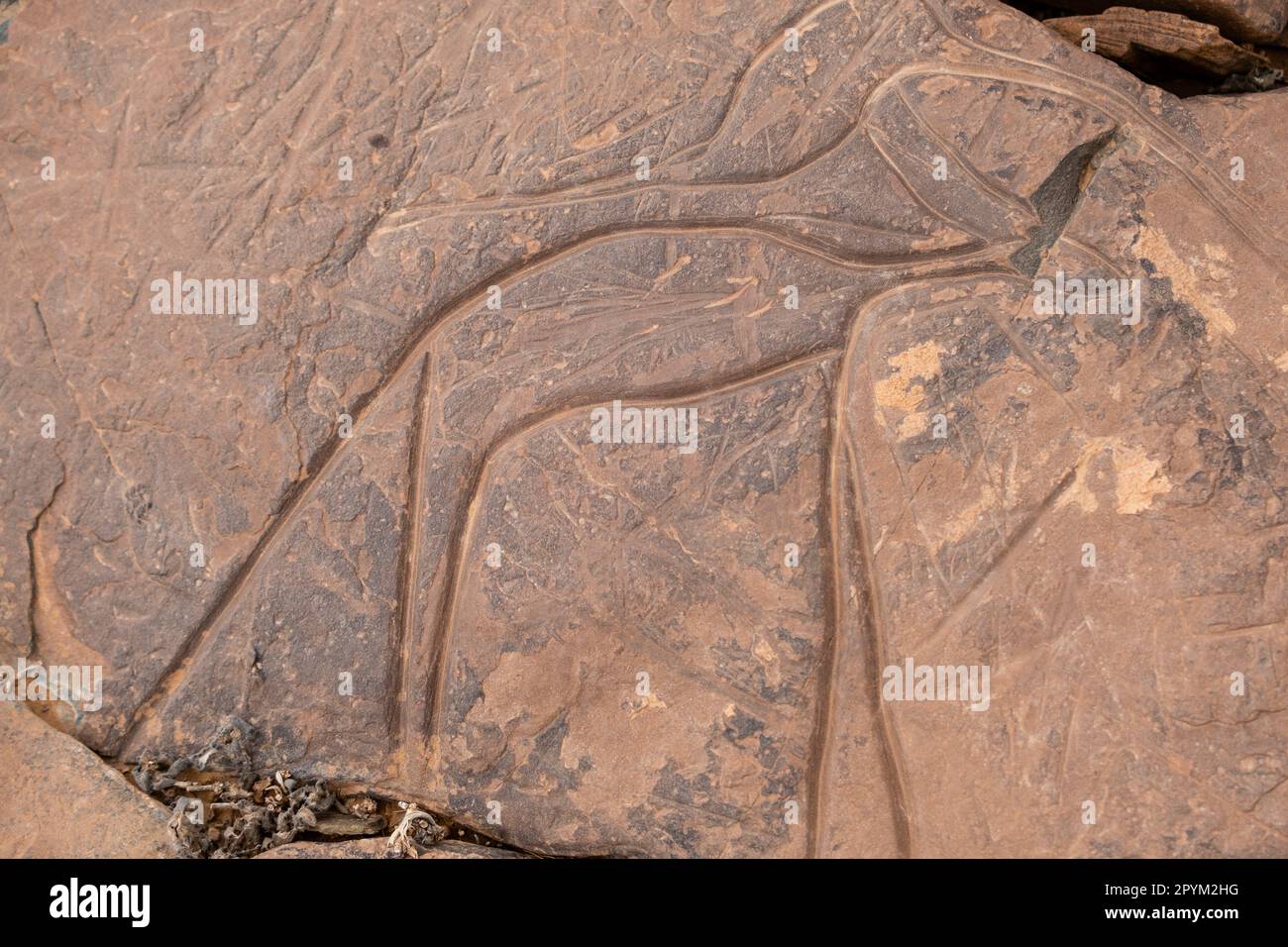 Neolithic rock art north africa hi-res stock photography and images - Alamy