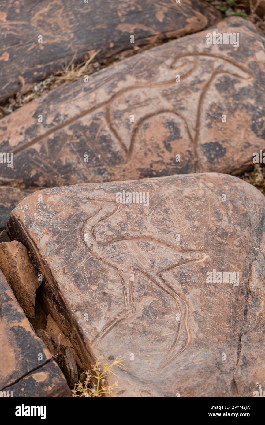 petroglyph of an ostrich, Aït Ouazik rock deposit, late Neolithic ...