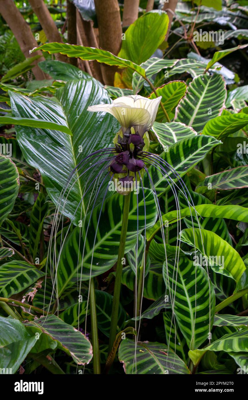 Sydney Australia, unusual flower of a tacca integrifolia or white ...