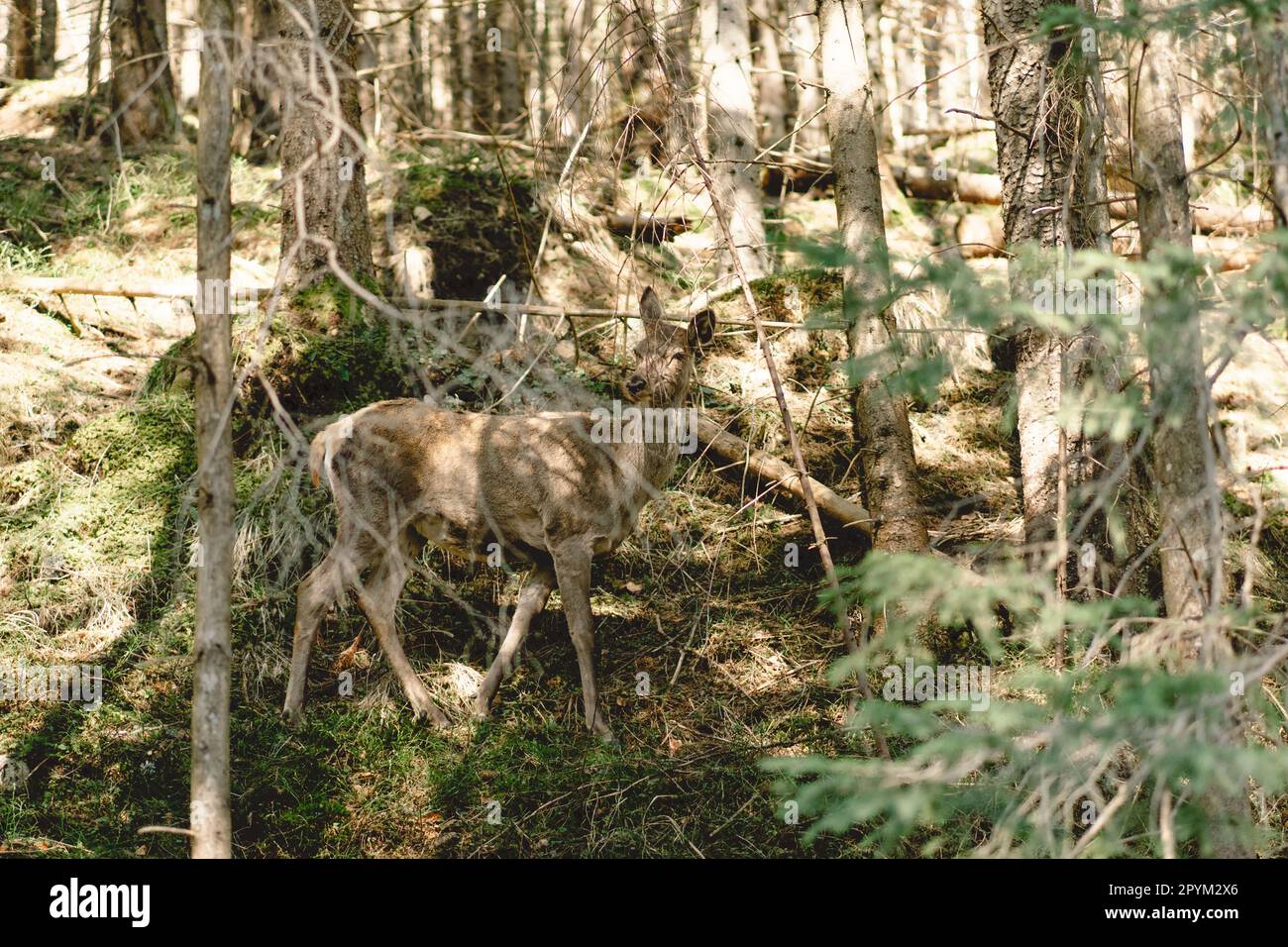 Fallow deer animal in bush hi-res stock photography and images - Alamy