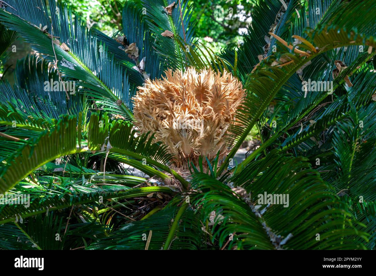Sydney Australia, female flowers of a sago cycad native to the japanese ...