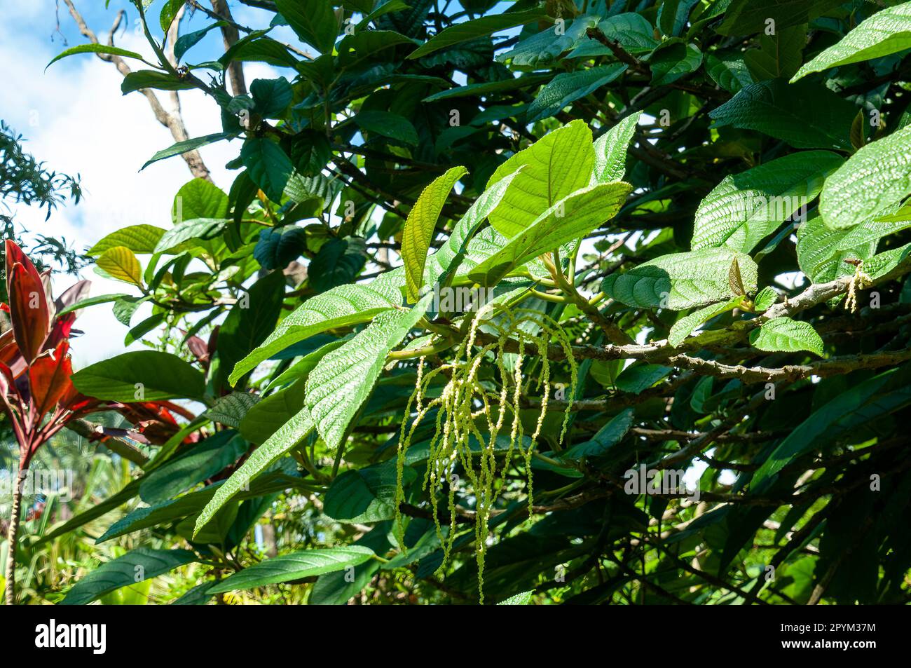 Myriocarpa hi-res stock photography and images - Alamy