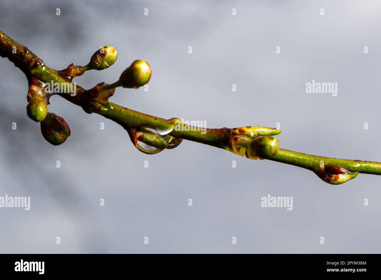 Wooden tree branches with new flower buds in the end with rain drops ...