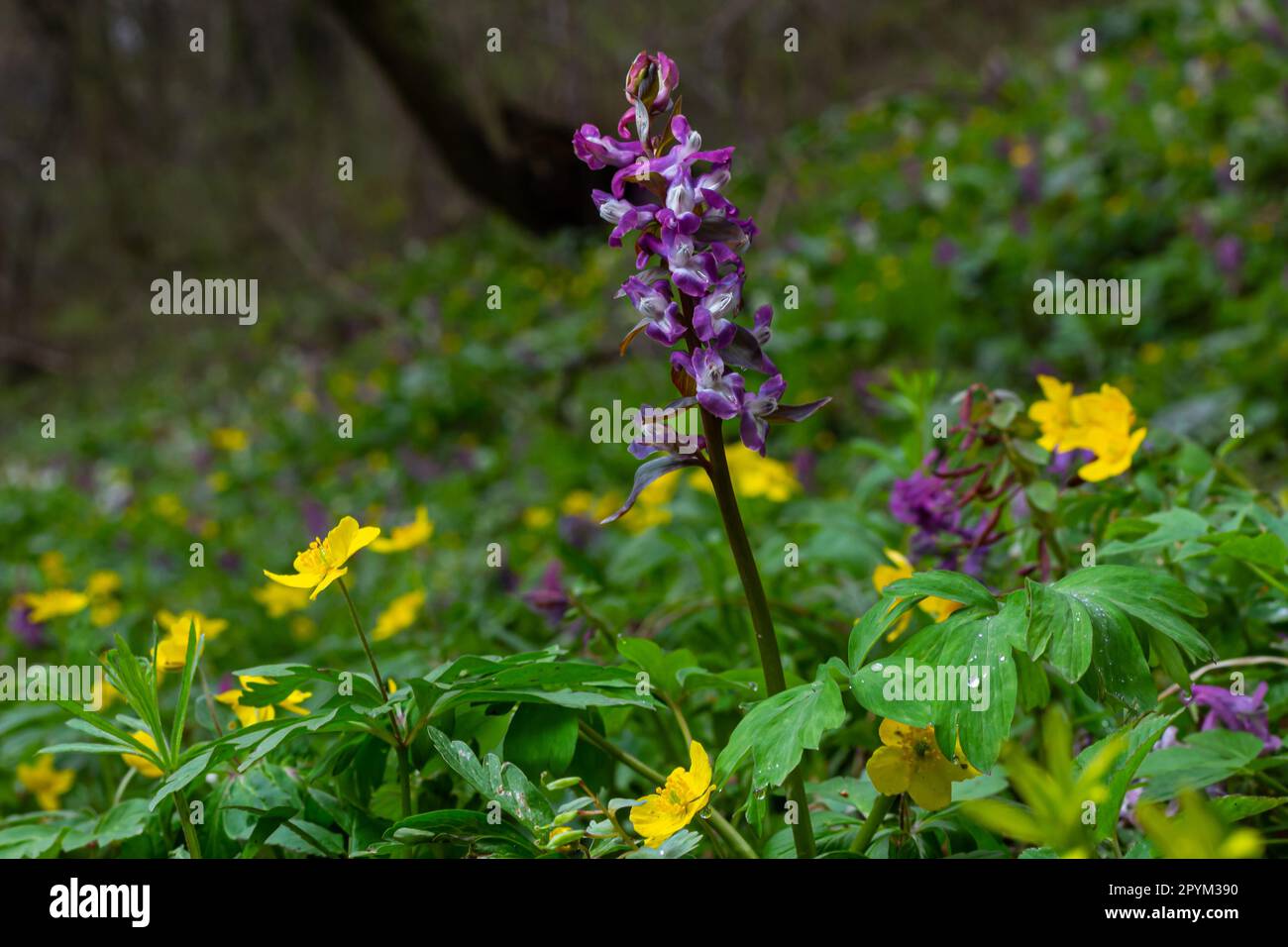 Corydalis. Corydalis solida. Violet flower forest blooming in spring ...