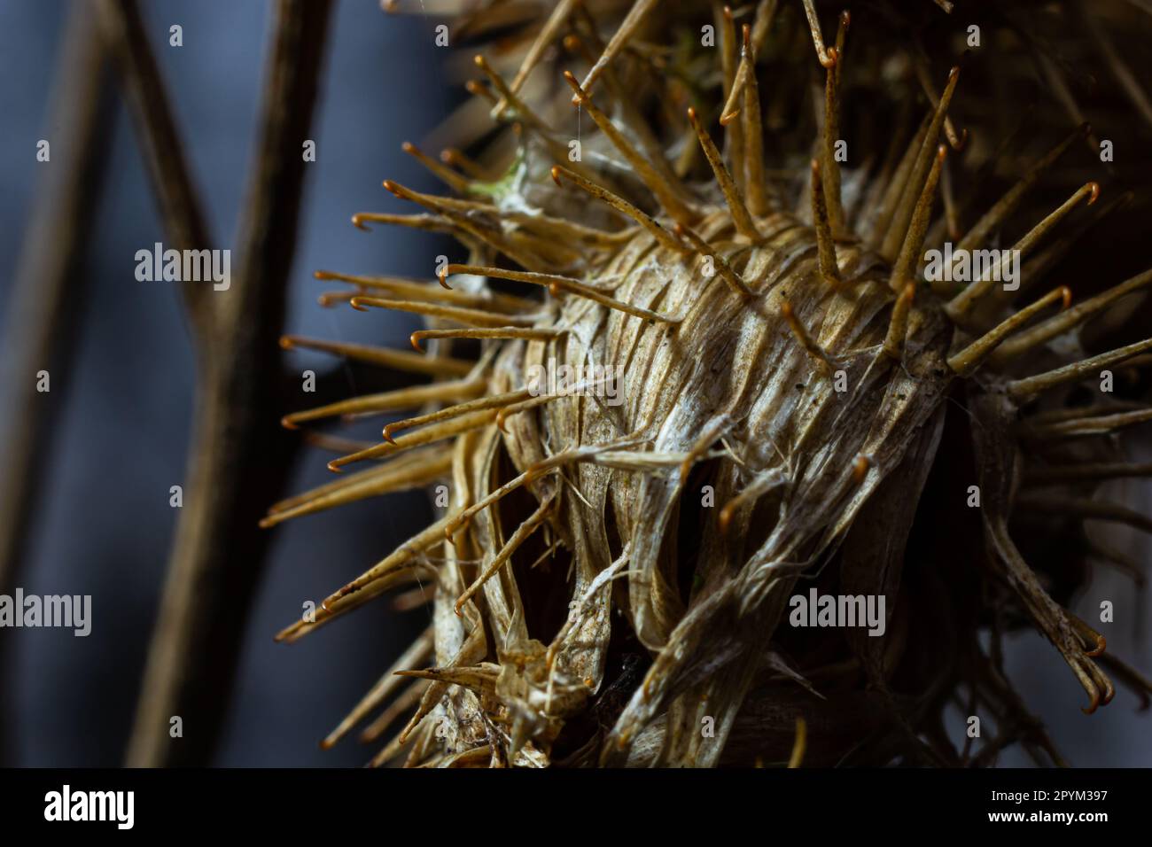 The prickly Herb Burdock plant or Arctium plant from the Asteraceae ...