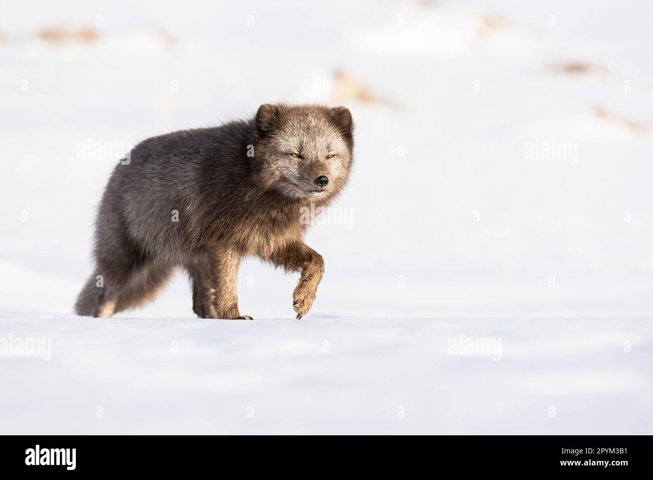 Arctic fox (Vulpes lagopus), searching for food in the snow covered ...