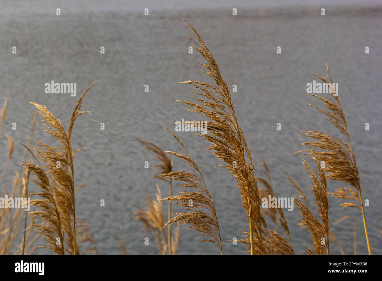 Common reed Phragmites australis. Thickets of fluffy dry trunks of ...