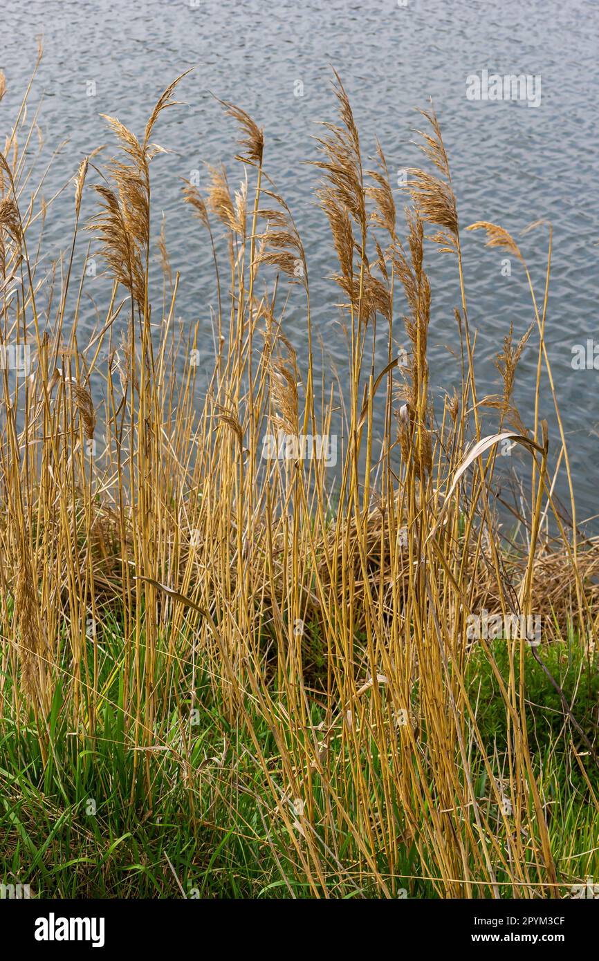 Panorama dry reed grass hi-res stock photography and images - Alamy