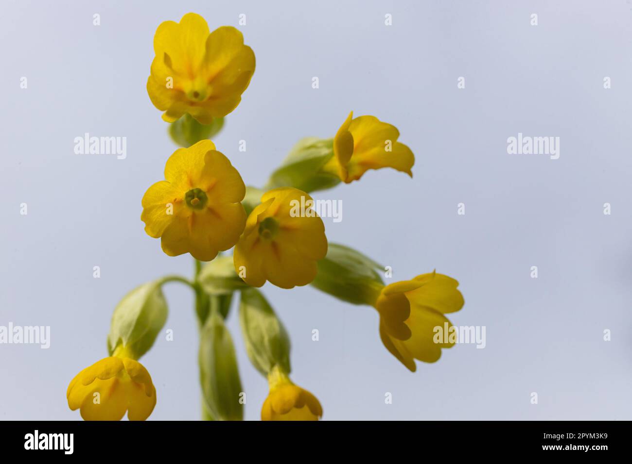 Yellow Primula veris cowslip, common cowslip, cowslip primrose on soft ...