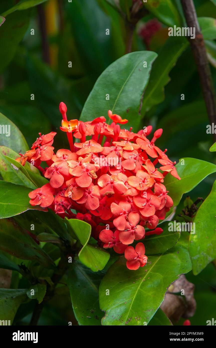 Sydney Australia, orange flowerhead of a ixora chinensis "Prince of ...