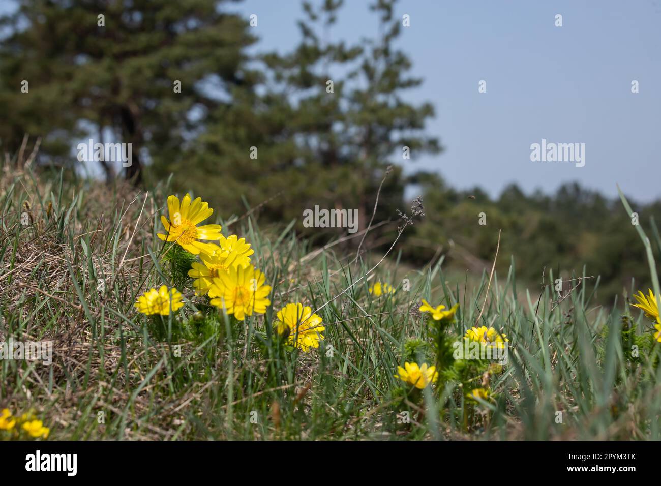 Adonis vernalis, commonly referred to as the pheasant's eye, is a ...