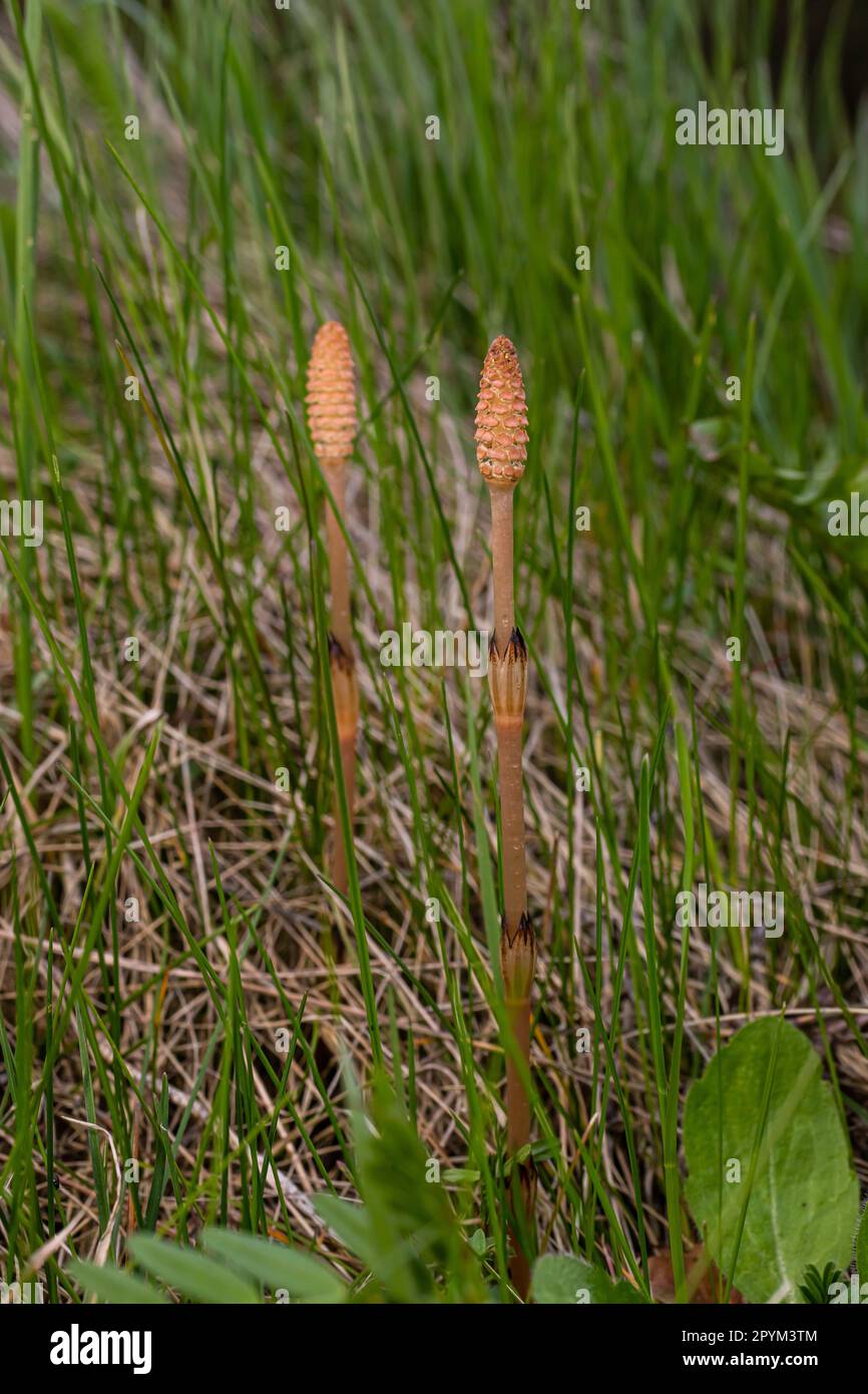 Selective focus. A spore-bearing shoot of the horsetail Equisetum ...