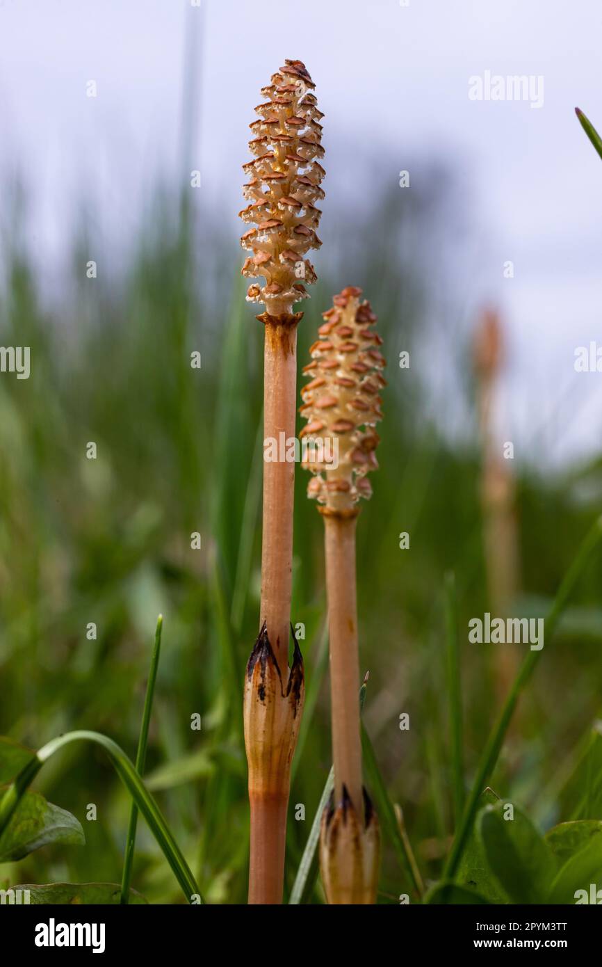 Selective focus. A spore-bearing shoot of the horsetail Equisetum ...