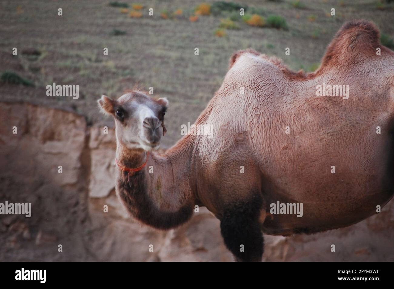 An adorable camel standing in a field looking directly at the camera ...