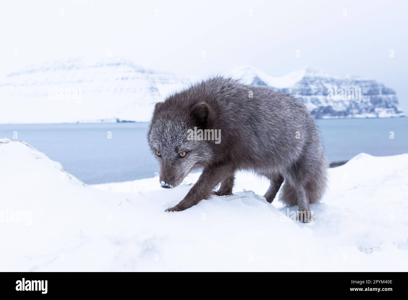 Arctic fox (Vulpes lagopus), searching for food in the snow covered ...