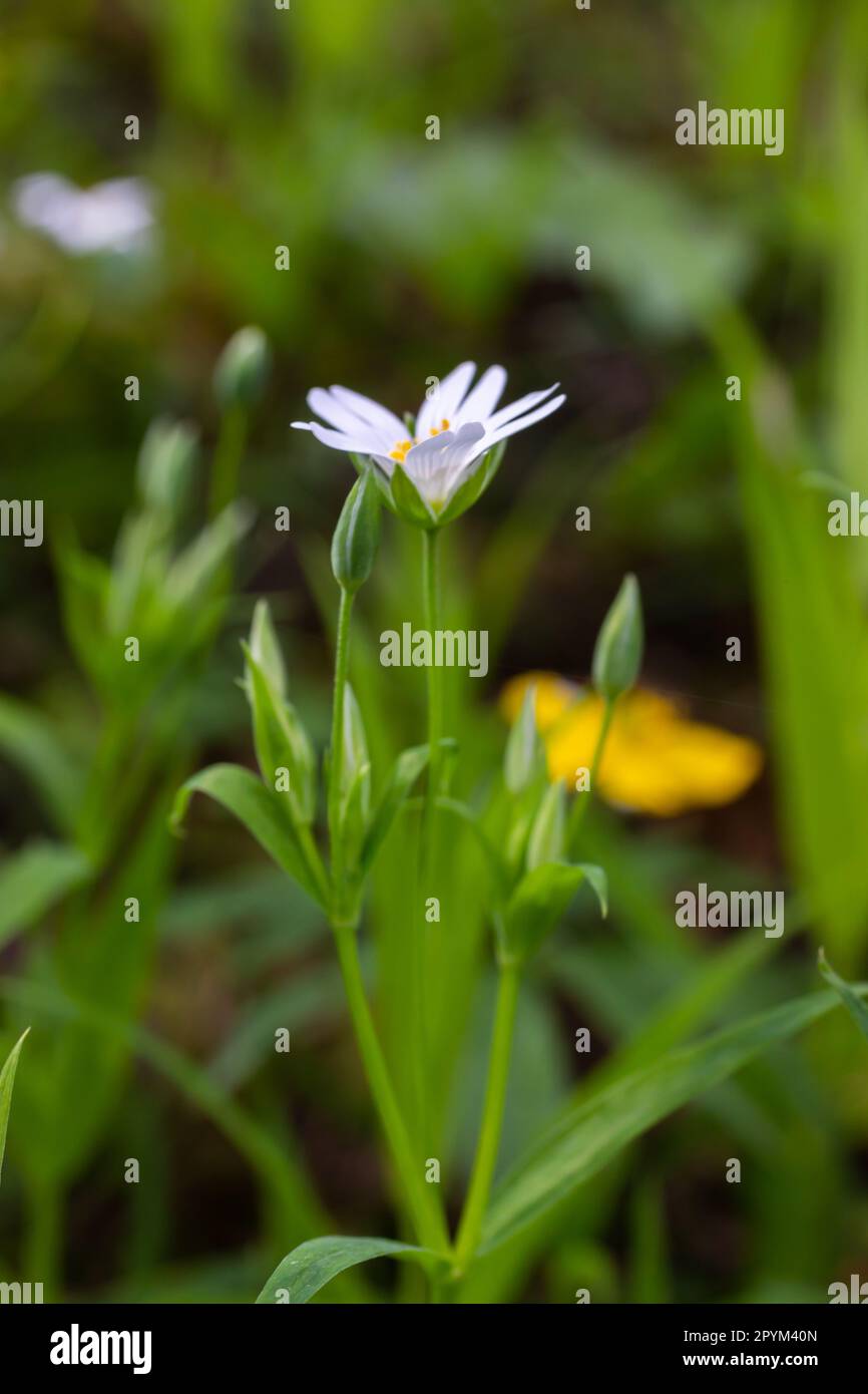 Stellaria holostea or greater stitchwort - is a perennial herbaceous ...