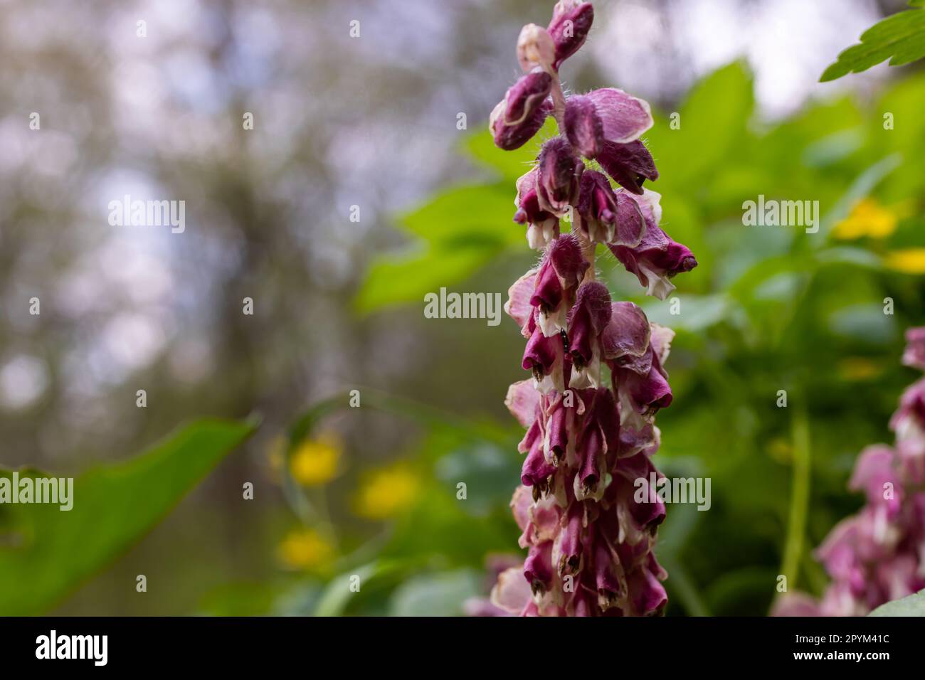 Lathraea squamaria plant is a parasite in the woods of Europe. Pink ...