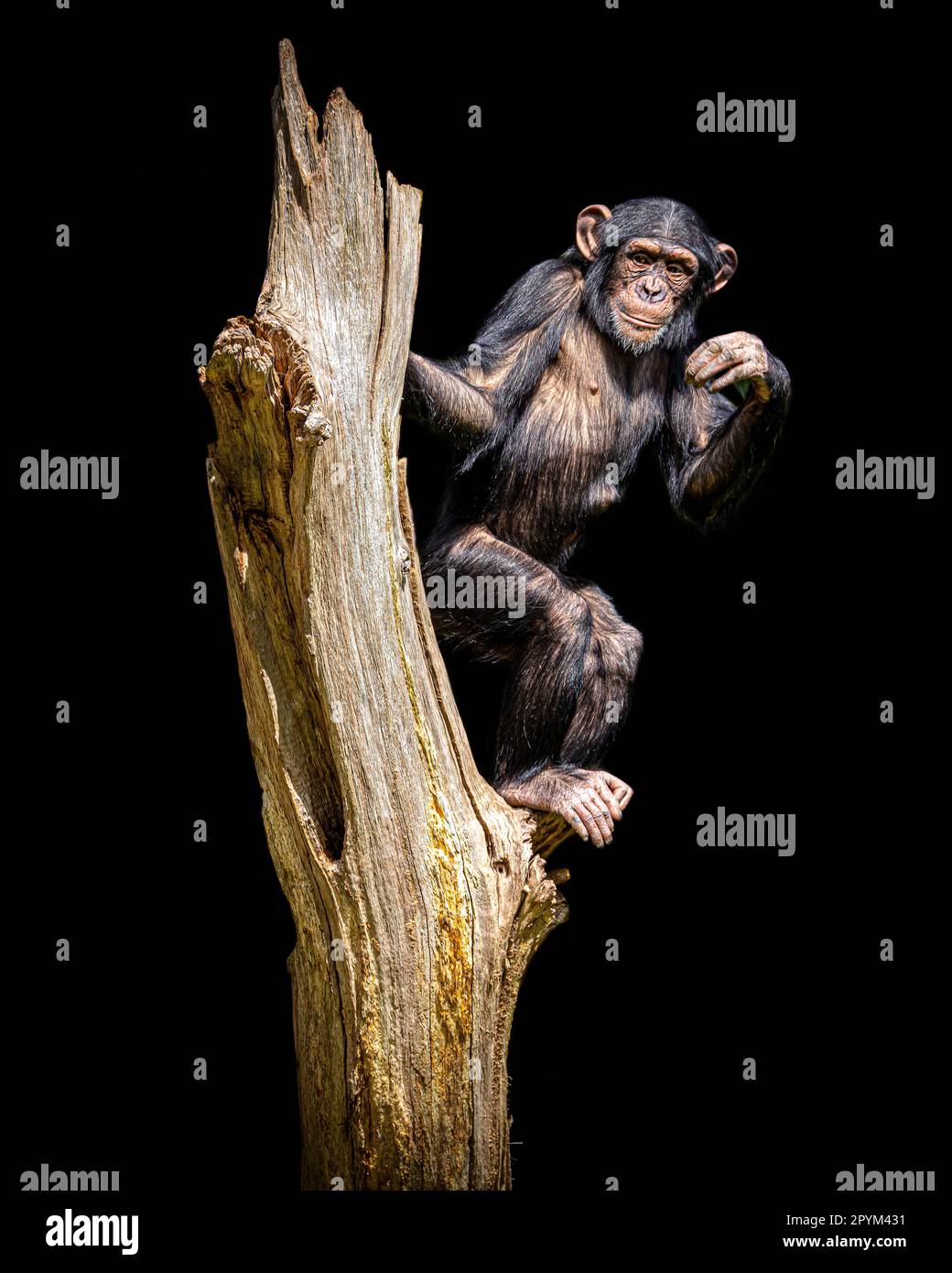 The young chimp stands on the tree. CHESTER ZOO, UK INCREDIBLE IMAGES ...