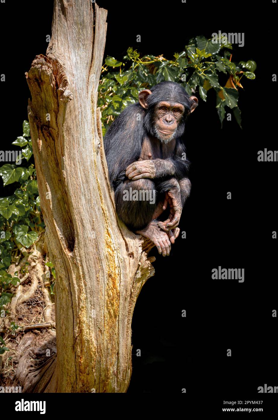 The chimp resting in the tree. CHESTER ZOO, UK INCREDIBLE IMAGES show a ...
