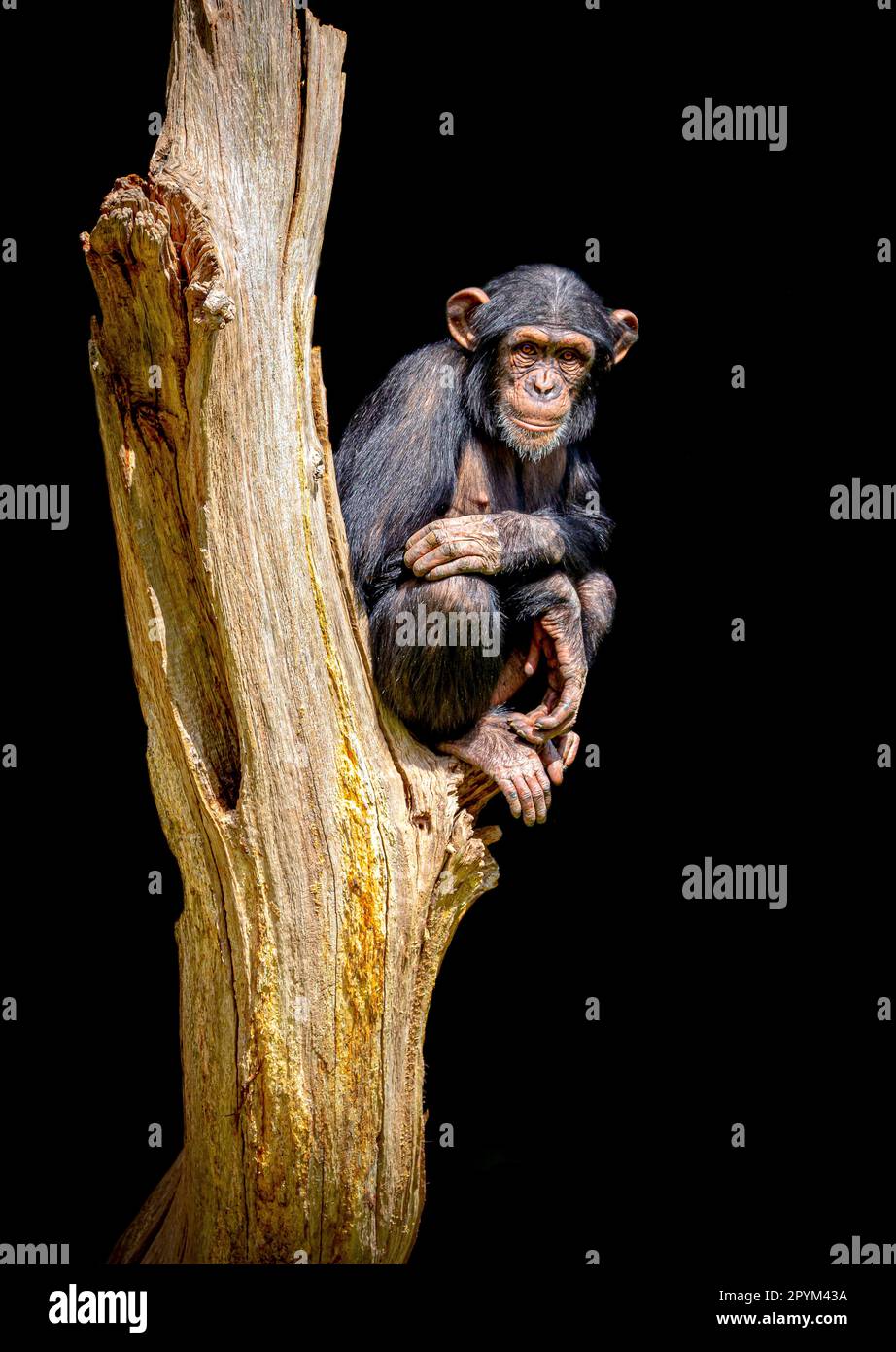 The chimp was staying out of the chaos CHESTER ZOO, UK INCREDIBLE ...