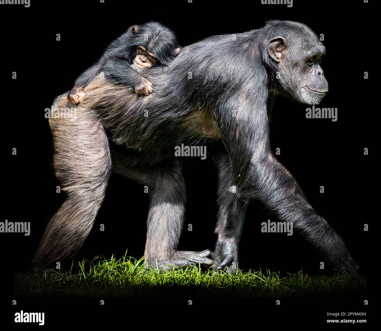 Chimp at zoo hi-res stock photography and images - Alamy