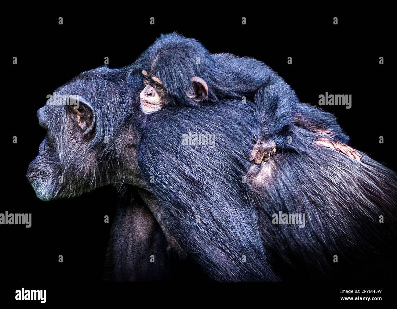 Chimpanze hi-res stock photography and images - Alamy
