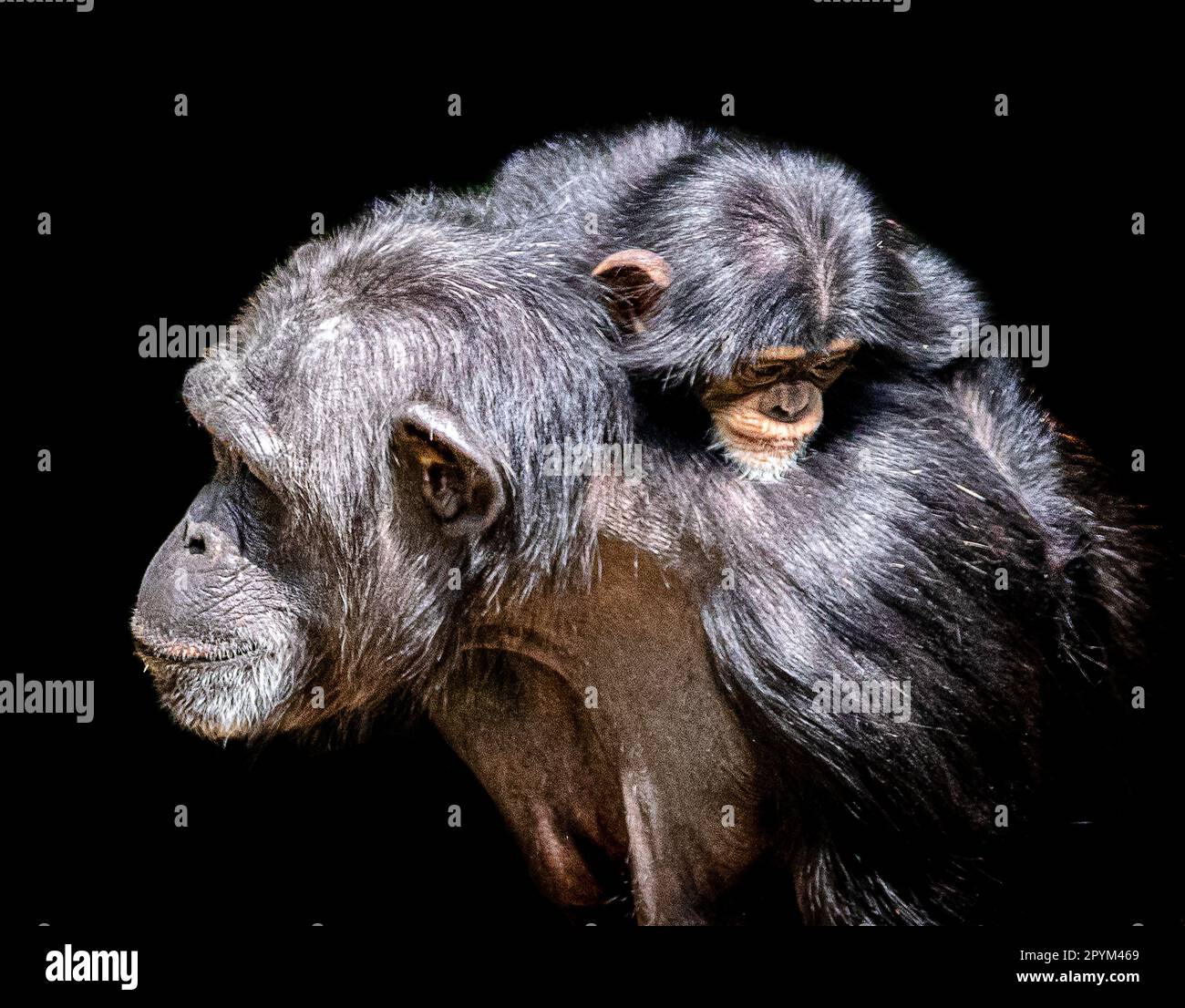 The baby chimp needs a nap CHESTER ZOO, UK INCREDIBLE IMAGES show a ...