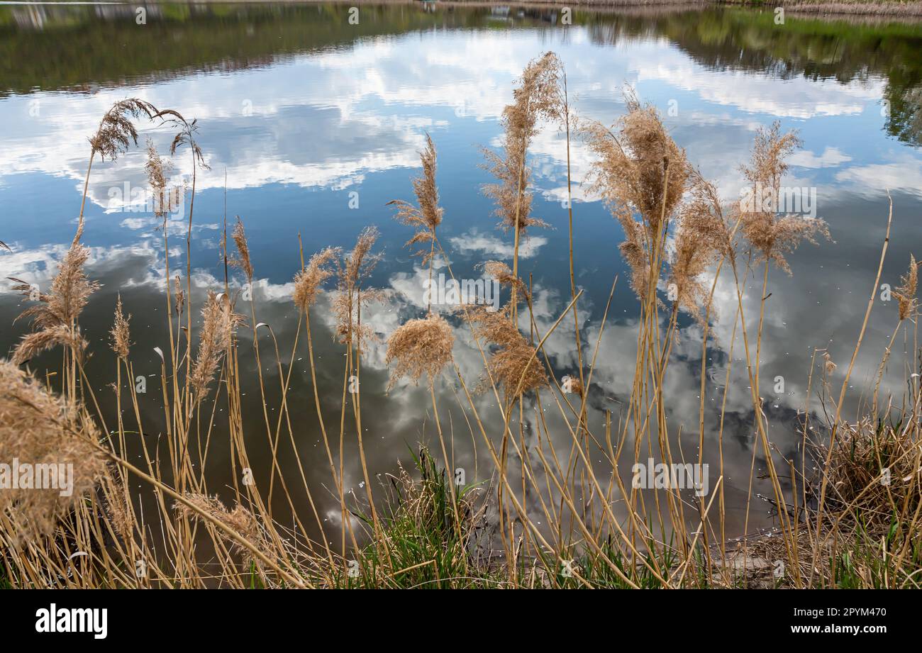 Common reed Phragmites australis. Thickets of fluffy dry trunks of ...