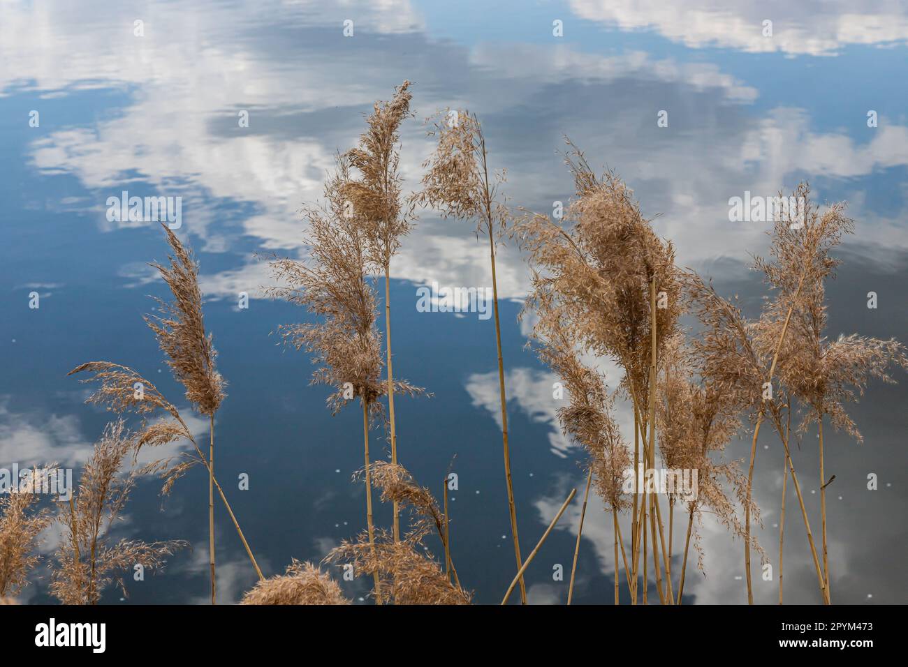 Common reed Phragmites australis. Thickets of fluffy dry trunks of ...