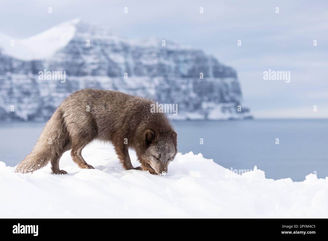 Arctic fox (Vulpes lagopus), searching for food in the snow covered ...